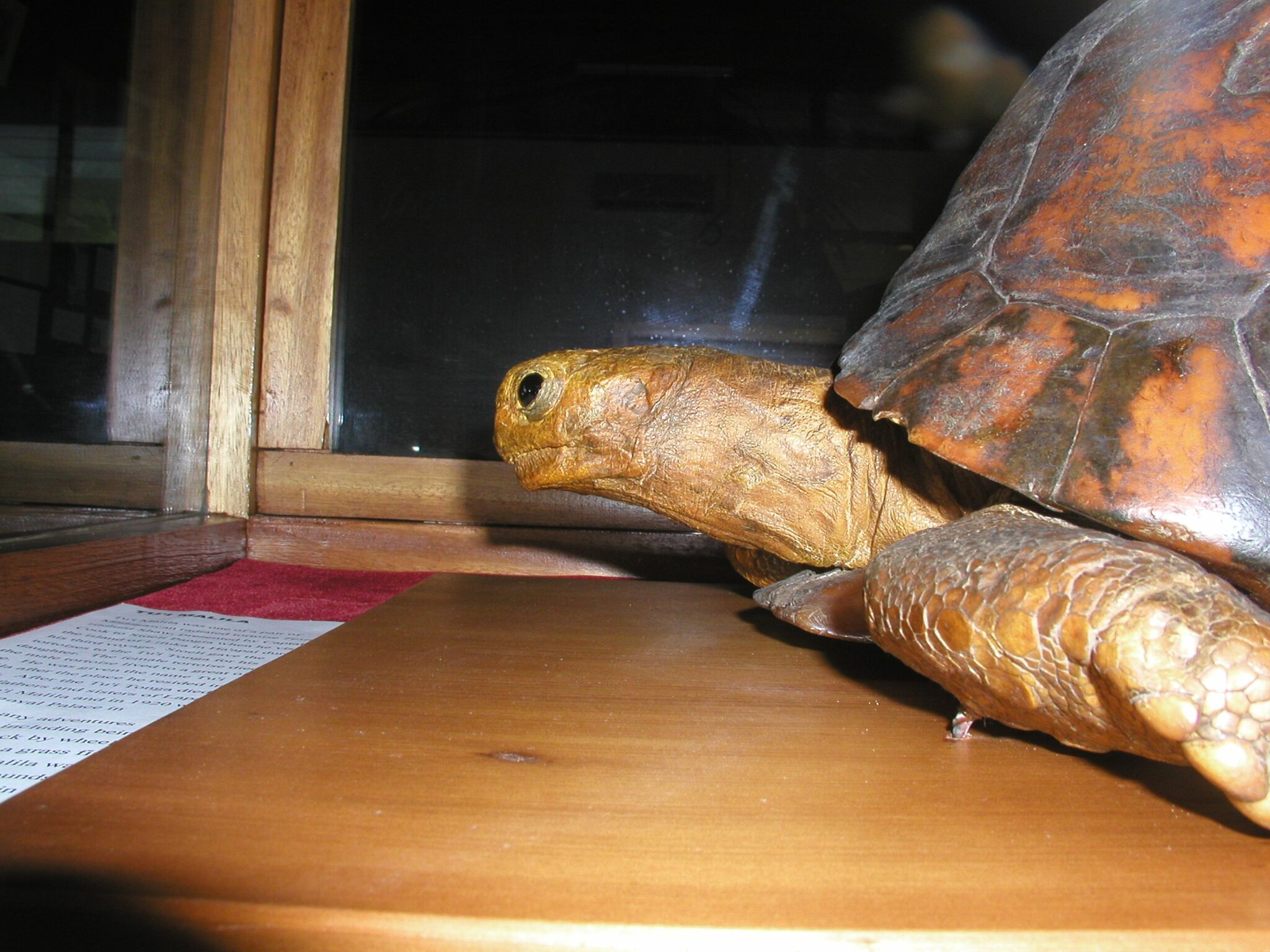 The Oldest Turtles Ever Recorded—and How They Lived So Long
