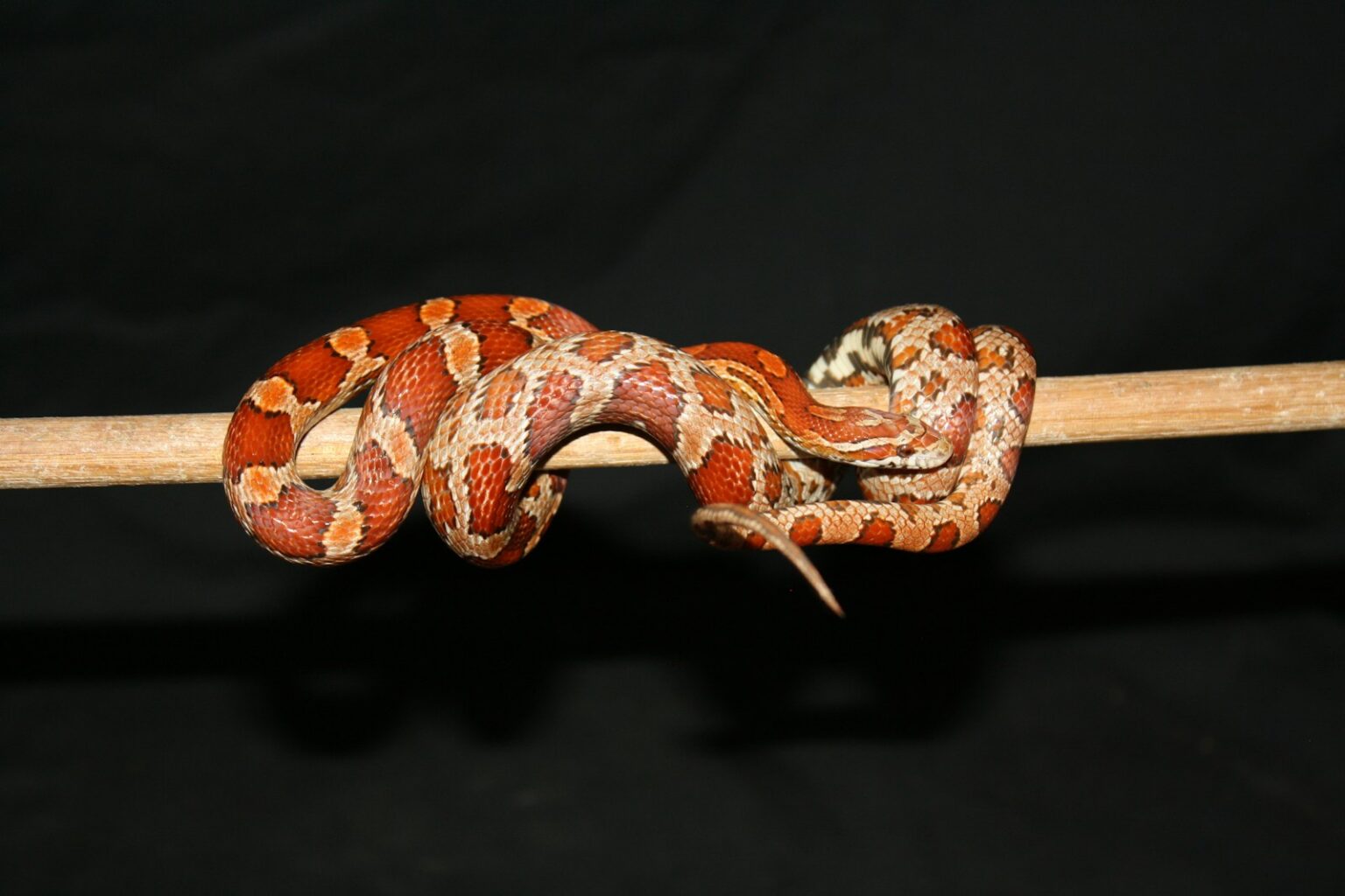 Understanding Corn Snake Behavior and Body Language