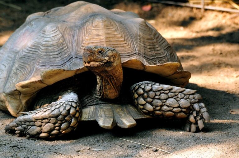 The Oldest Turtles Ever Recorded—and How They Lived So Long