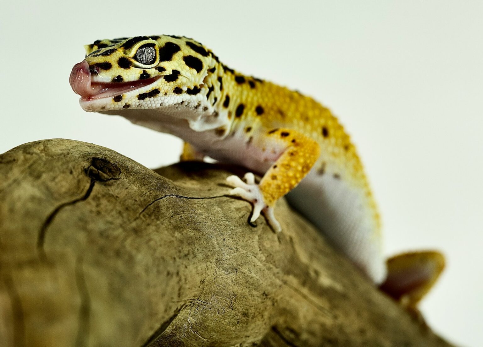Leopard Gecko vs. Crested Gecko: Which is Right for You?