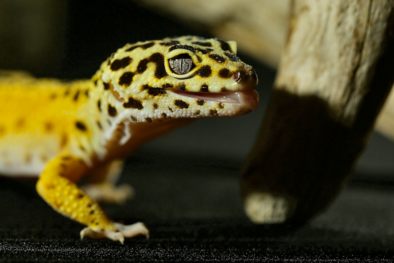 Understanding Leopard Gecko Behavior: From Tail Waving to Licking