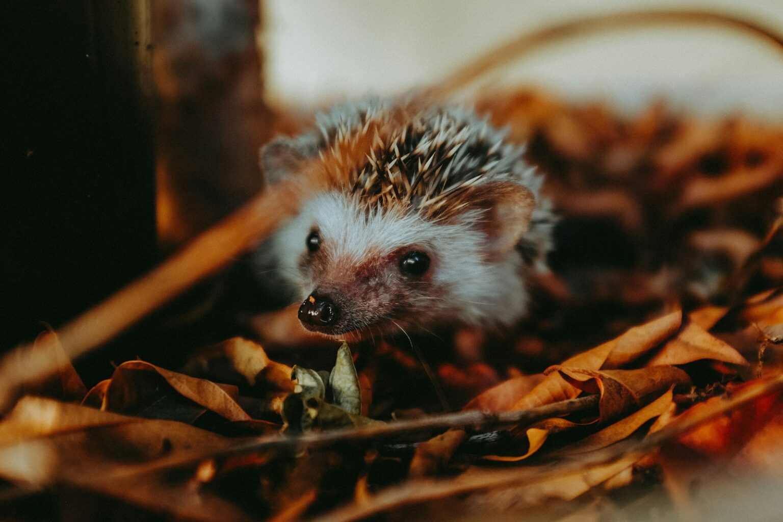 Hedgehog Care Guide: Diet, Habitat, and Handling