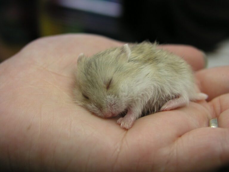 The Best Mini Mammal Pets for Apartment Living – Small but Entertaining