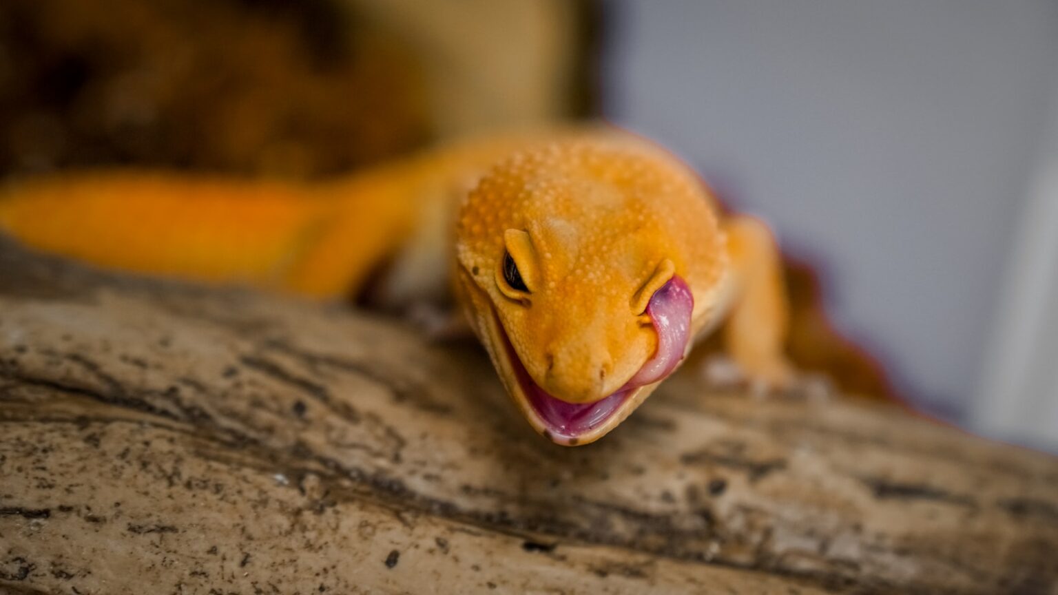 Why Some Geckos Can Lose Their Tails and How to Care for It