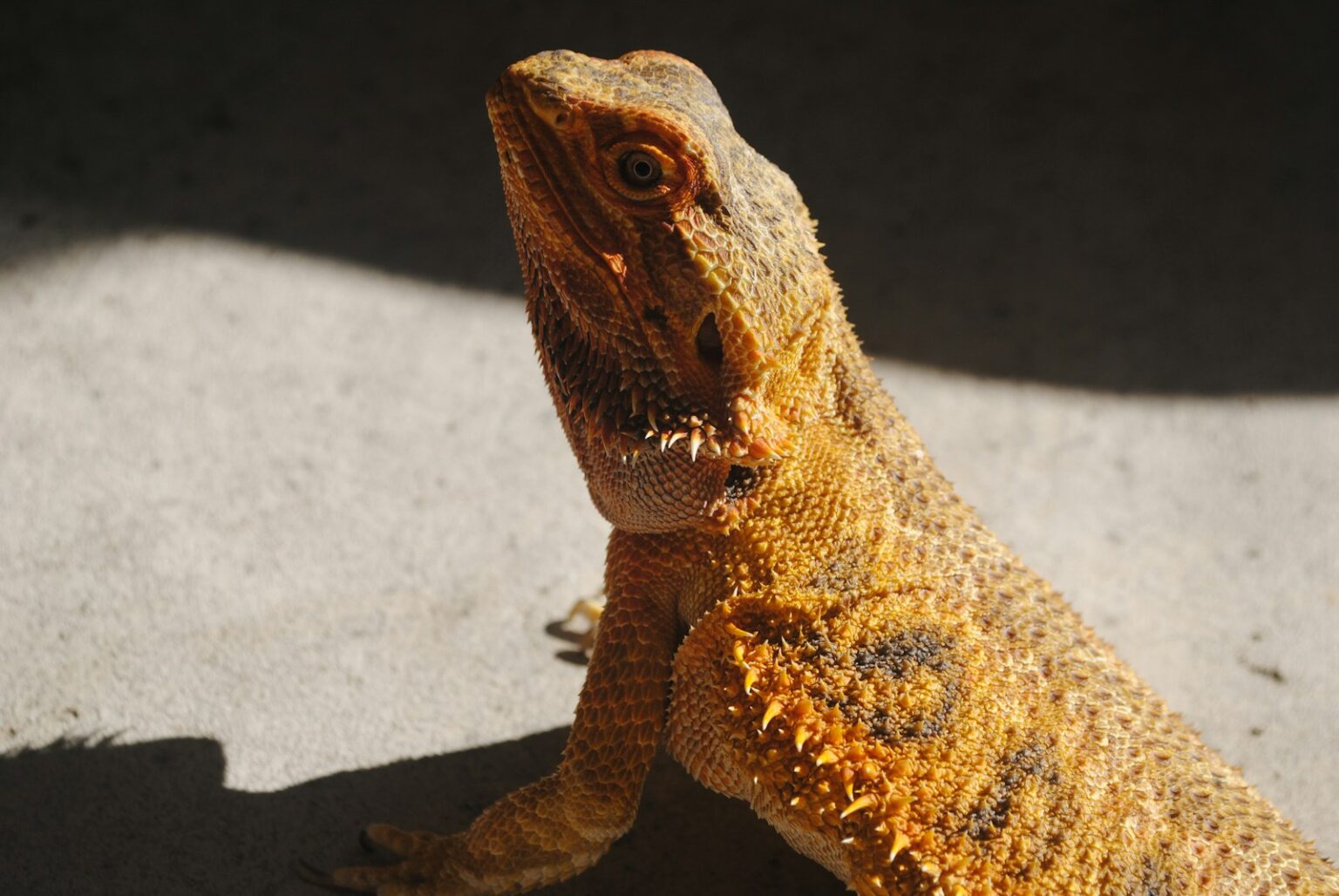 Bearded Dragon Enrichment Ideas to Keep Them Engaged