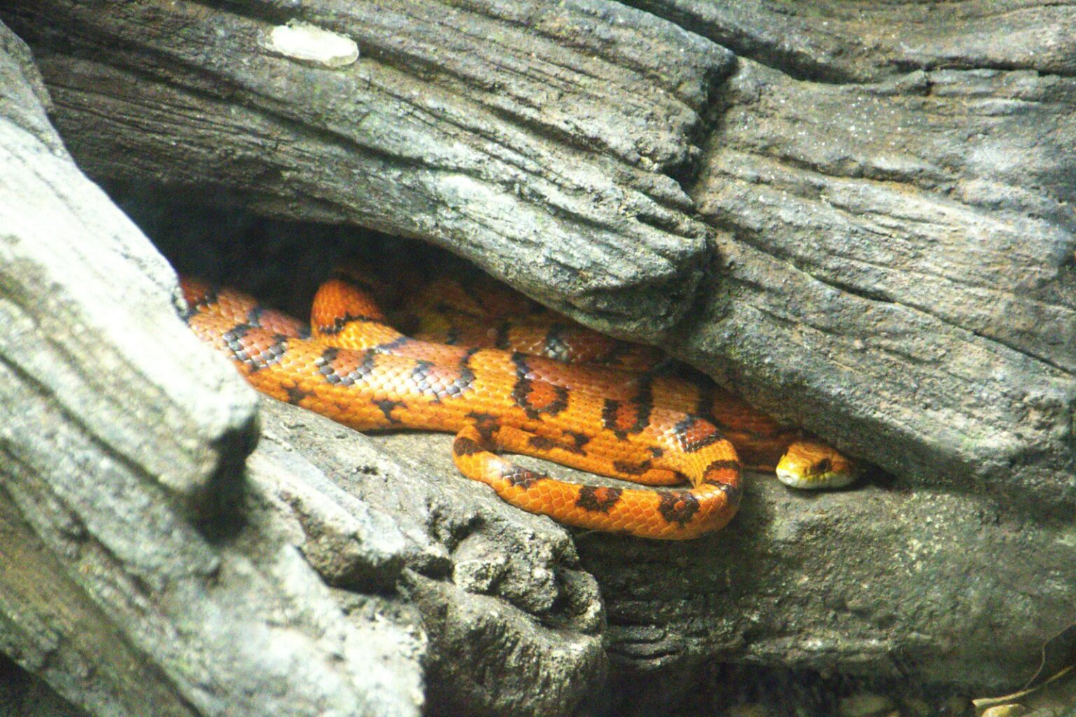 How to Set Up the Perfect Enclosure for Your Pet Snake