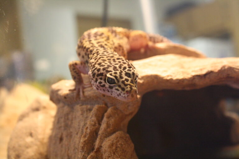 Understanding Leopard Gecko Behavior: From Tail Waving to Licking