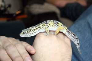 20 Fascinating Facts About Leopard Geckos You Didn’t Know