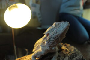 Bearded Dragon Enrichment Ideas to Keep Them Engaged