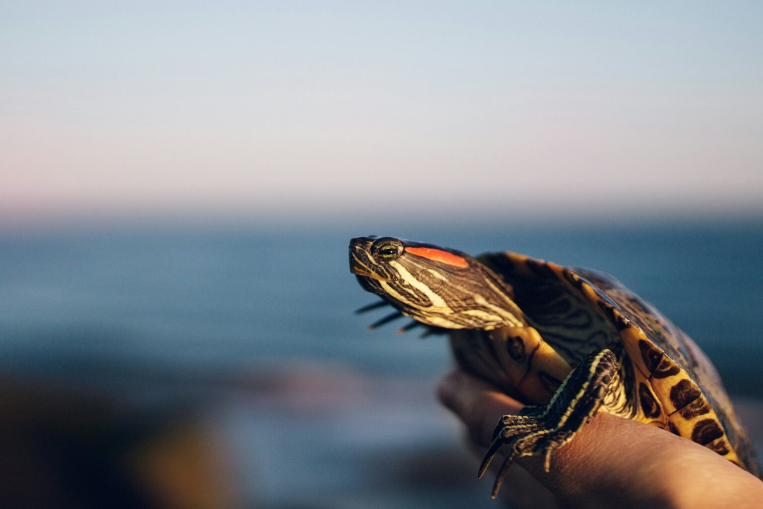10 Most popular Pet Turtles in The United States