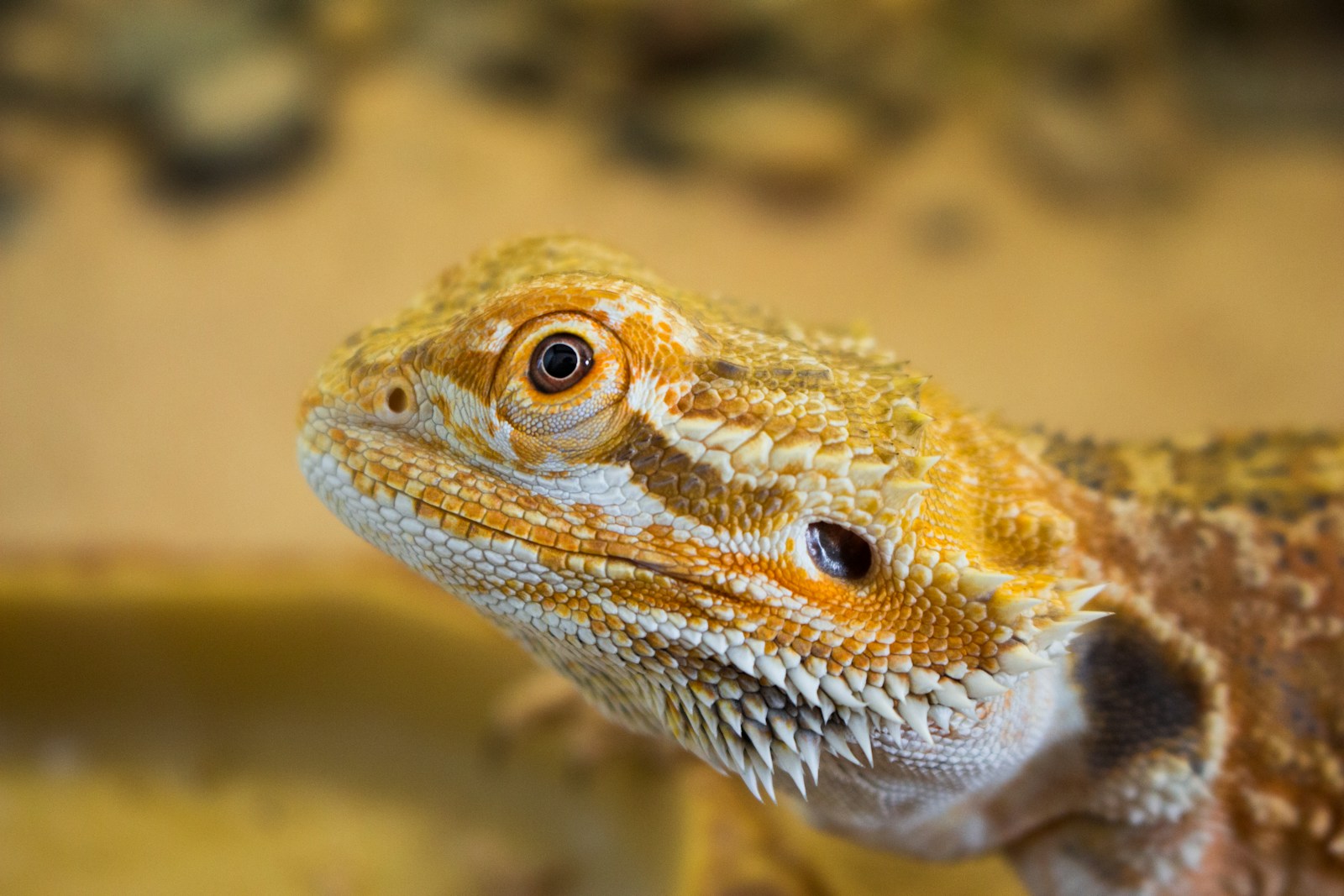 How Bearded Dragons Show Affection (Yes, They Do!)
