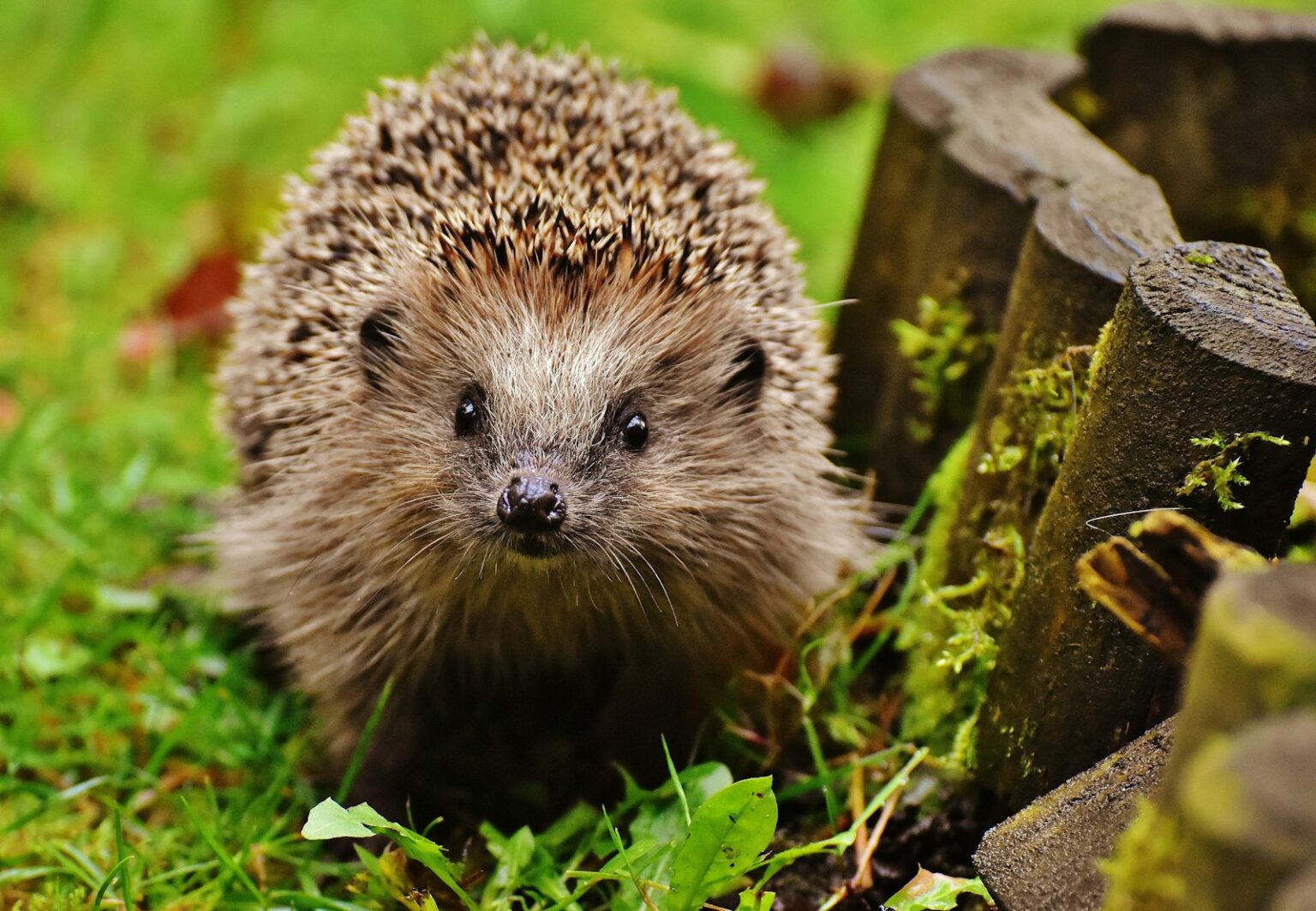 Hedgehog Care Guide: Diet, Habitat, and Handling