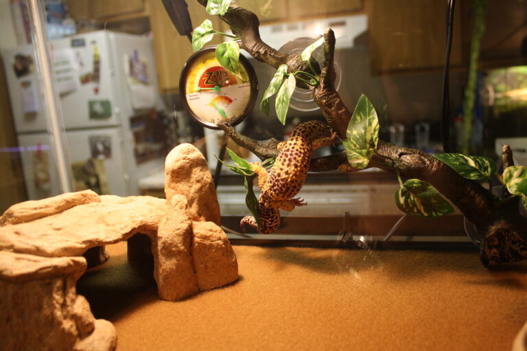 15 Low-Maintenance Lizards You Can Actually Handle