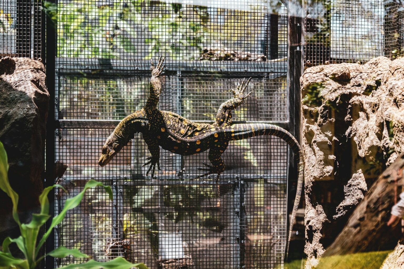 How to Set Up a Bioactive Reptile Tank
