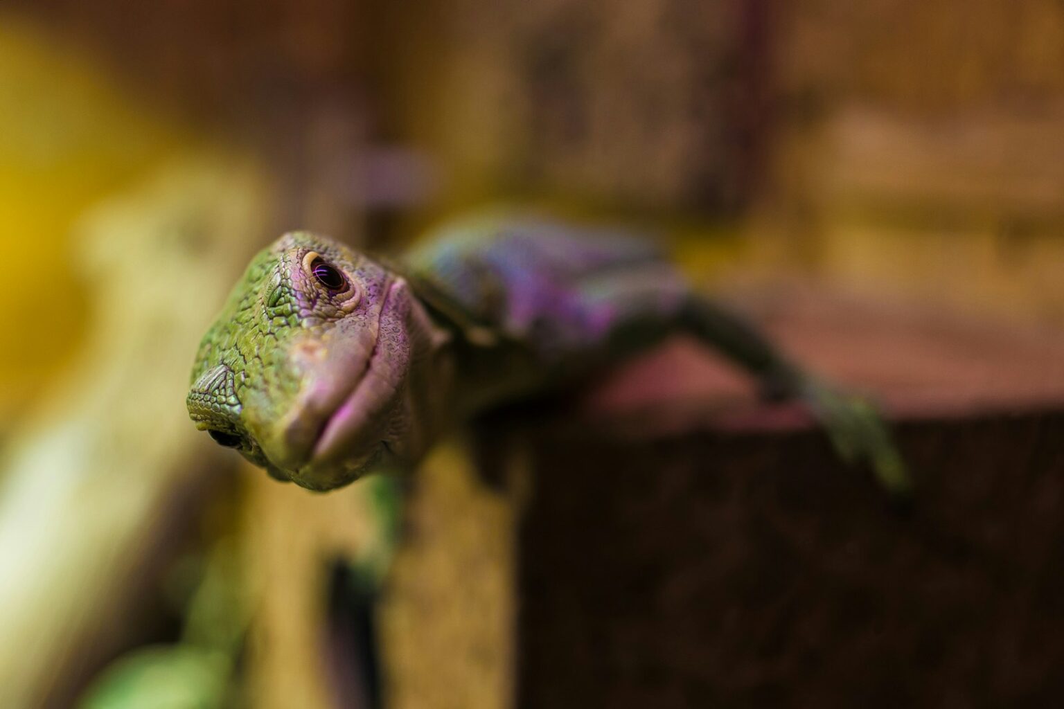 How to Set Up a Bioactive Reptile Tank