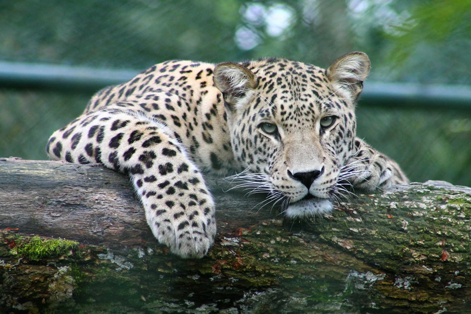 The Controversial Laws Surrounding Exotic Pet Ownership in the U.S.