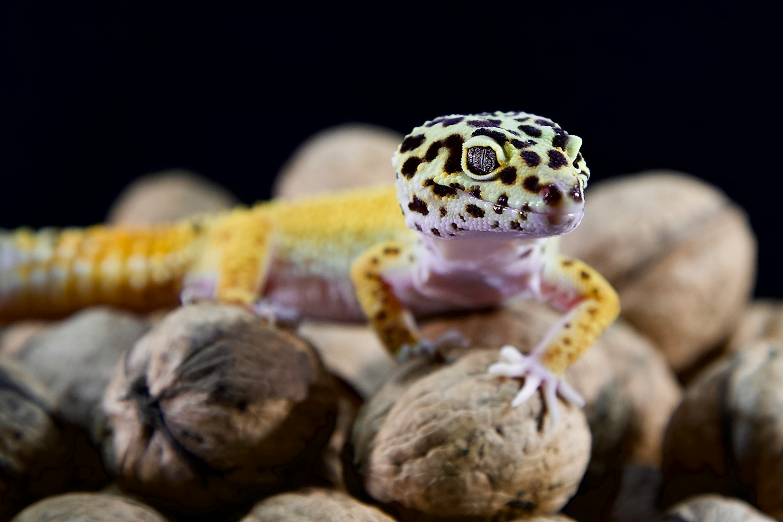 7 Common Health Issues in Leopard Geckos and How to Avoid Them