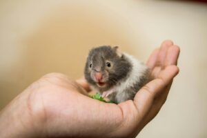 The Best Mini Mammal Pets for Apartment Living – Small but Entertaining