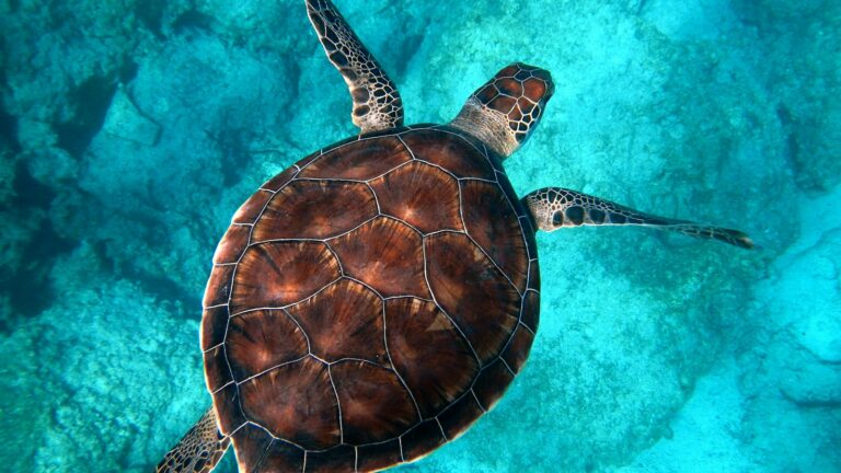 The Oldest Turtles Ever Recorded—and How They Lived So Long