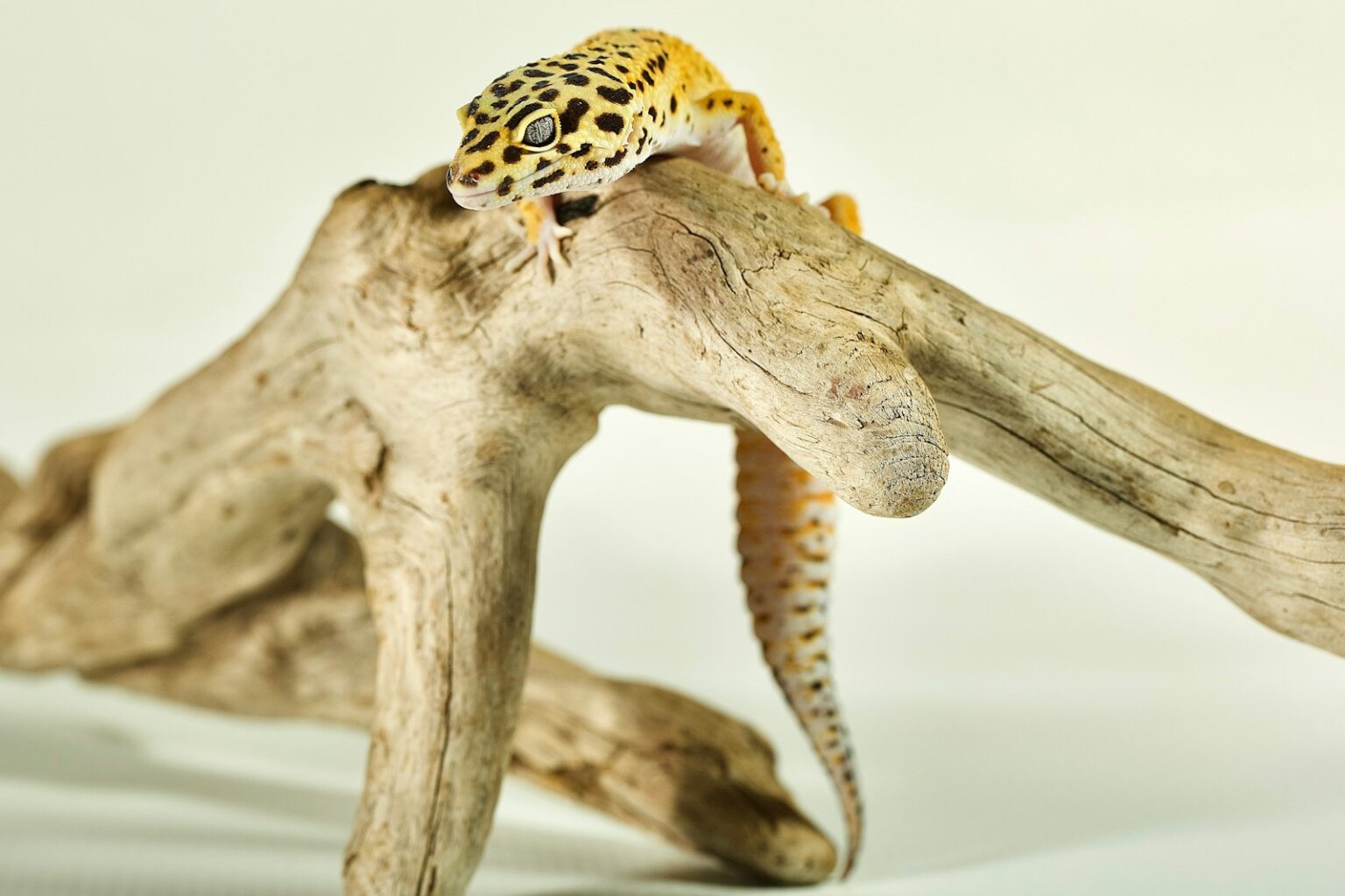 Understanding Leopard Gecko Behavior: From Tail Waving to Licking