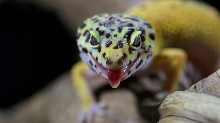 Understanding Leopard Gecko Behavior: From Tail Waving to Licking