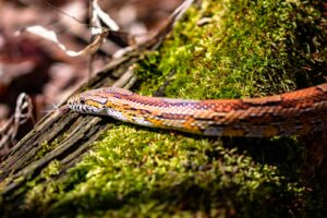 Understanding Corn Snake Behavior and Body Language