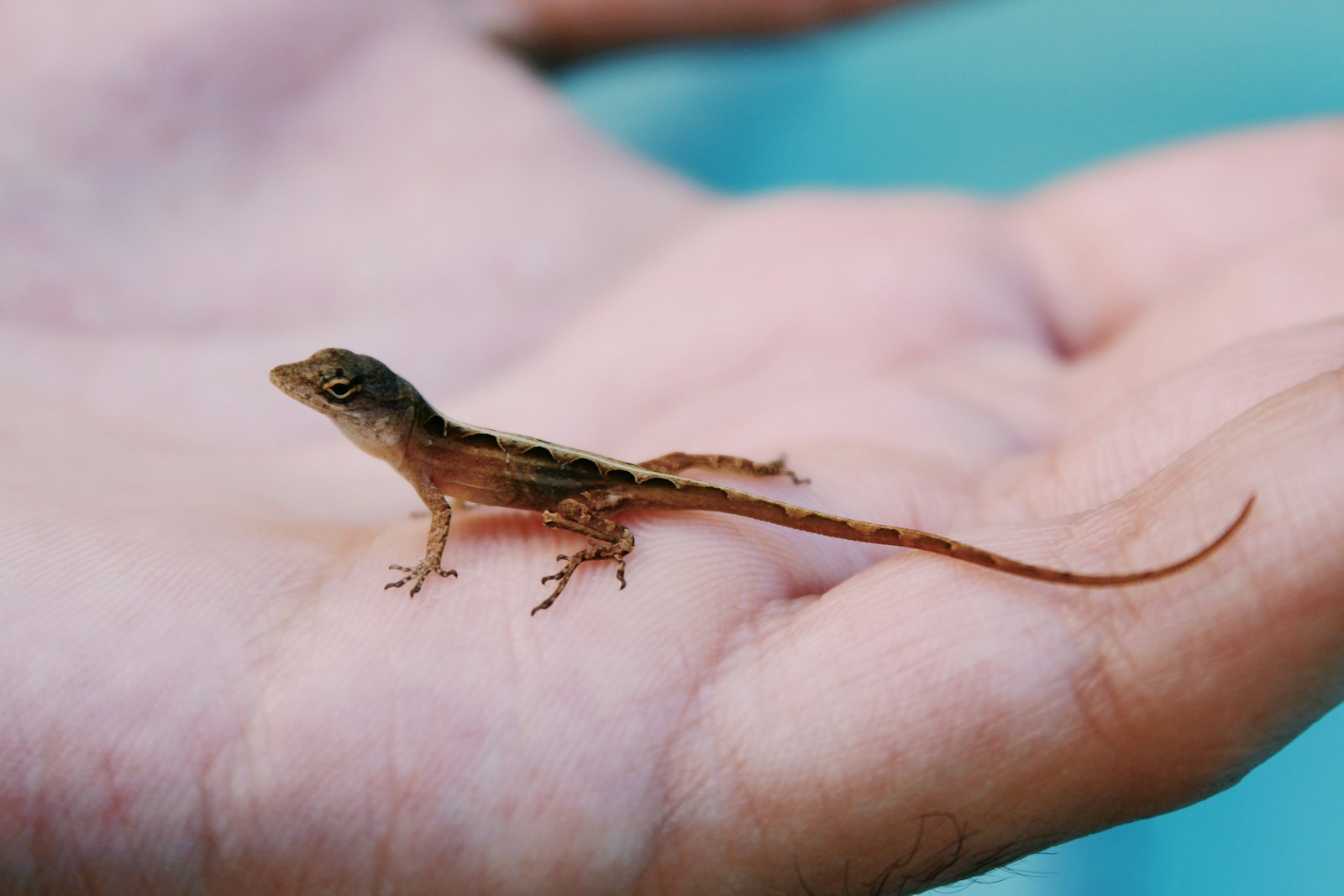 Why Some Geckos Can Lose Their Tails and How to Care for It
