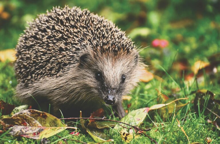 Hedgehog Care Guide: Diet, Habitat, and Handling