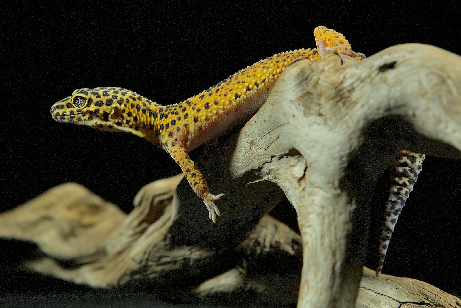 7 Common Health Issues in Leopard Geckos and How to Avoid Them