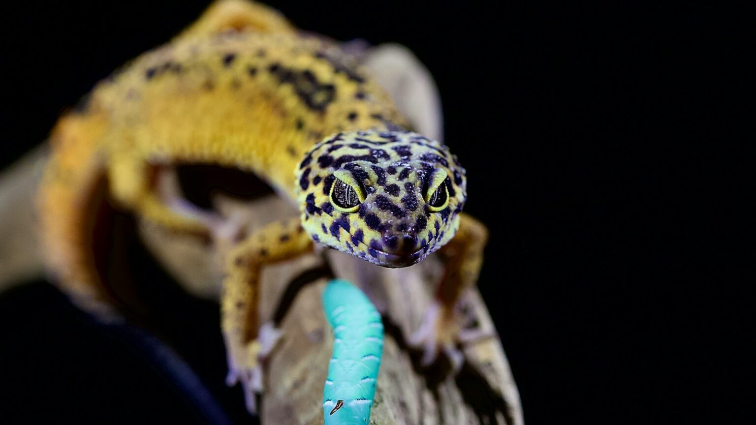 Why Some Geckos Can Lose Their Tails and How to Care for It