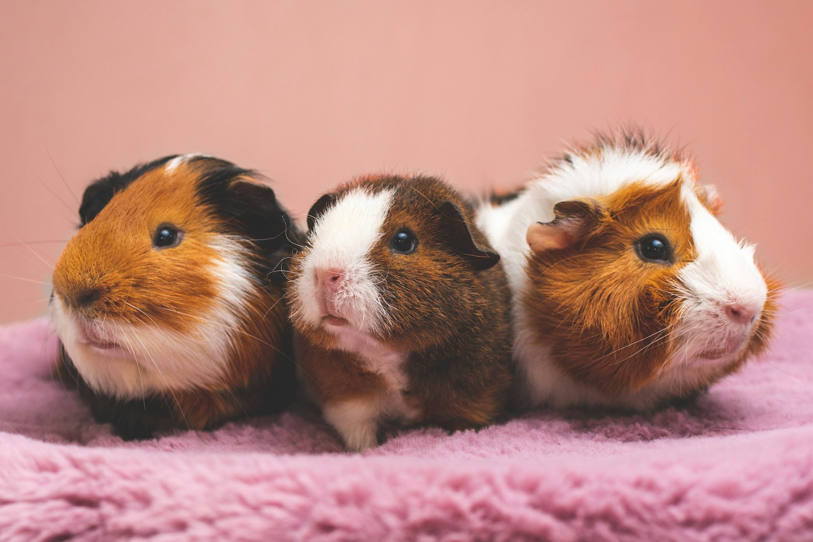 The Best Mini Mammal Pets for Apartment Living – Small but Entertaining