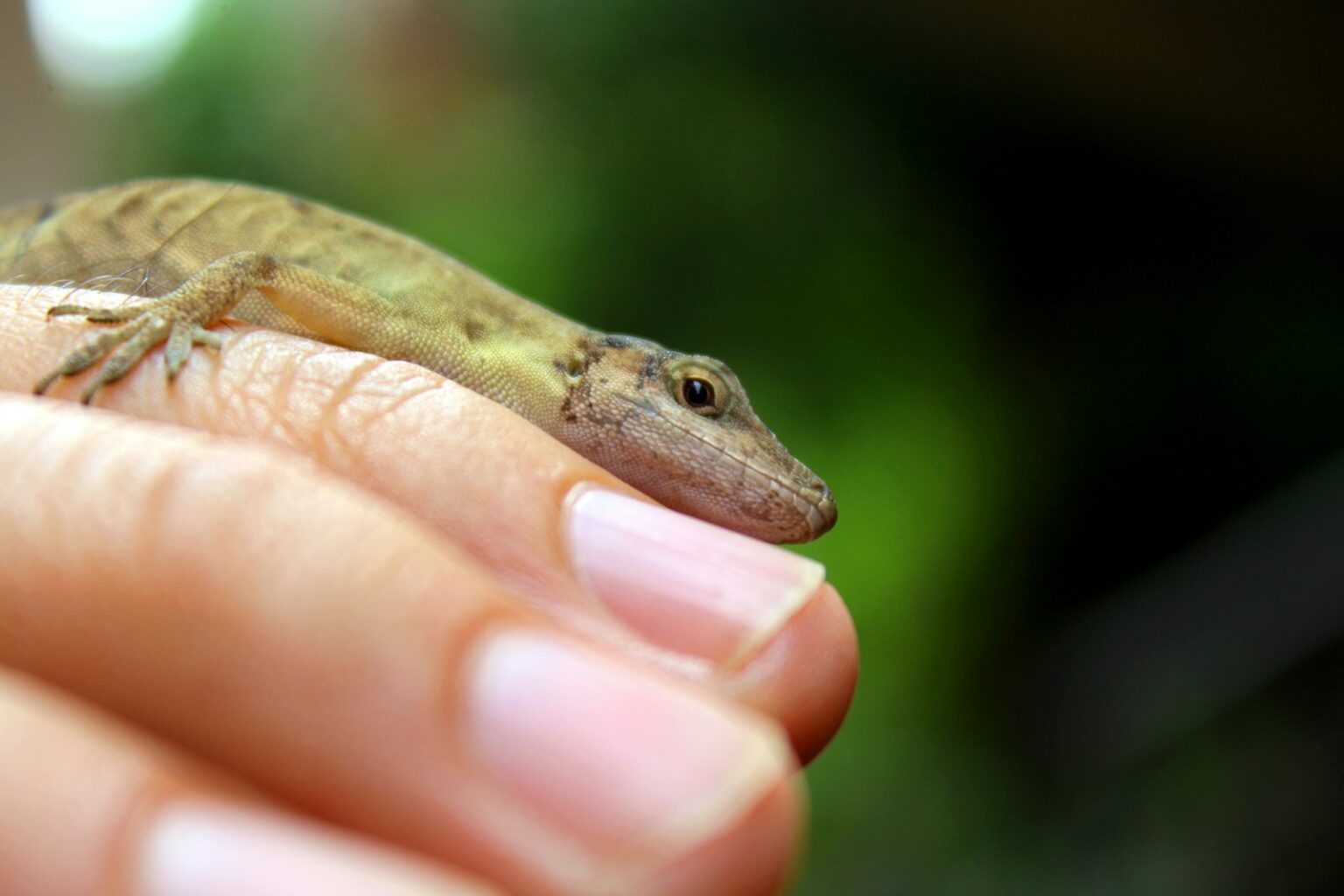 Why Some Geckos Can Lose Their Tails and How to Care for It