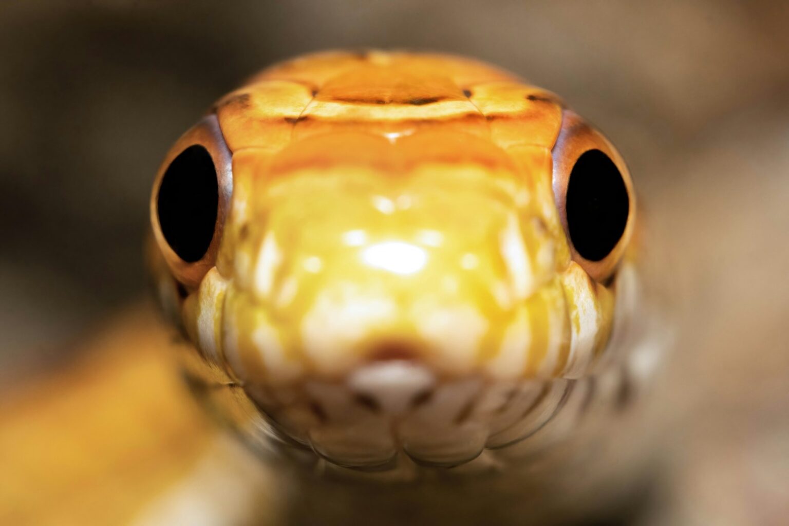 Understanding Corn Snake Behavior and Body Language