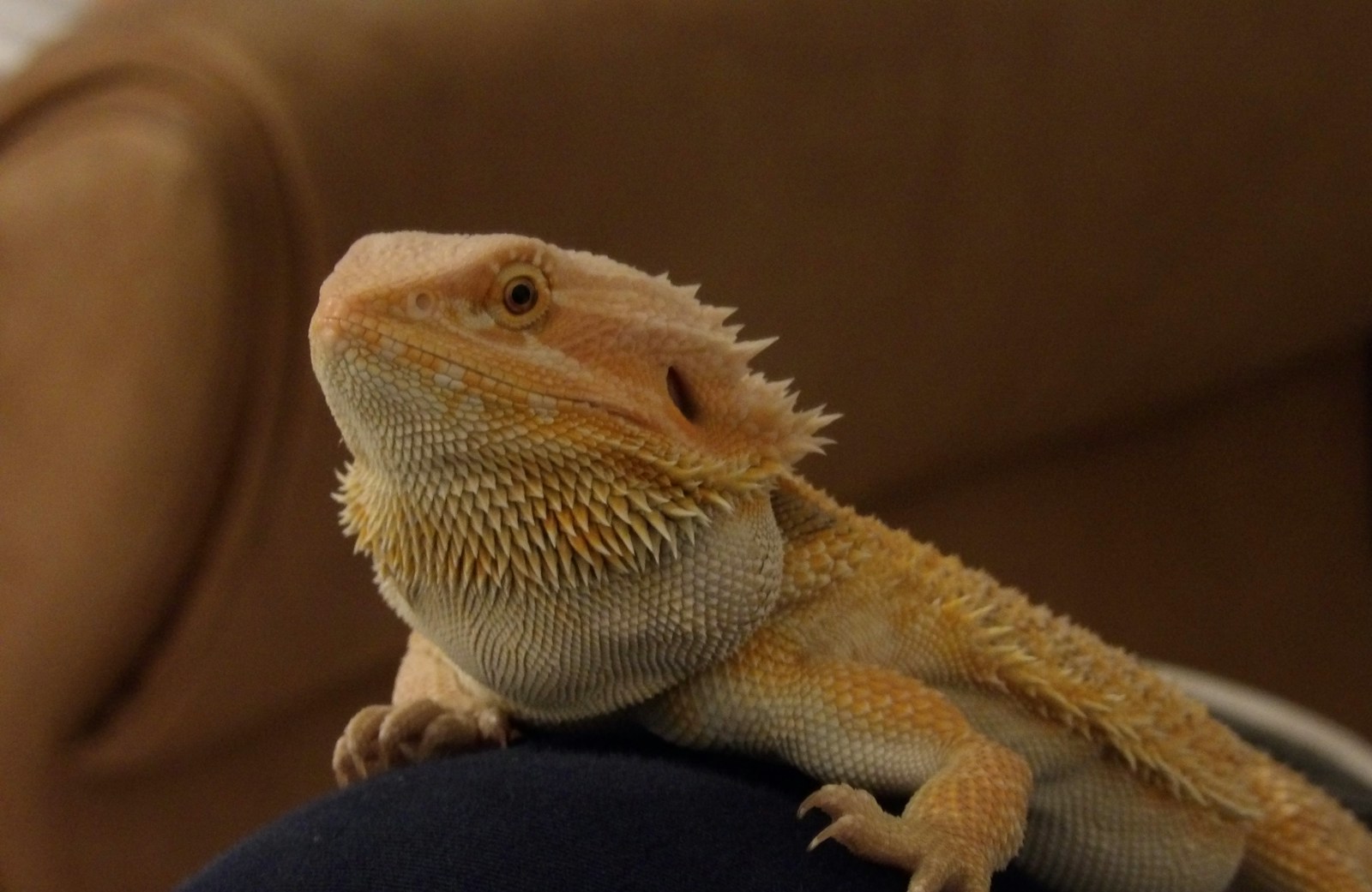 How Bearded Dragons Show Affection (Yes, They Do!)
