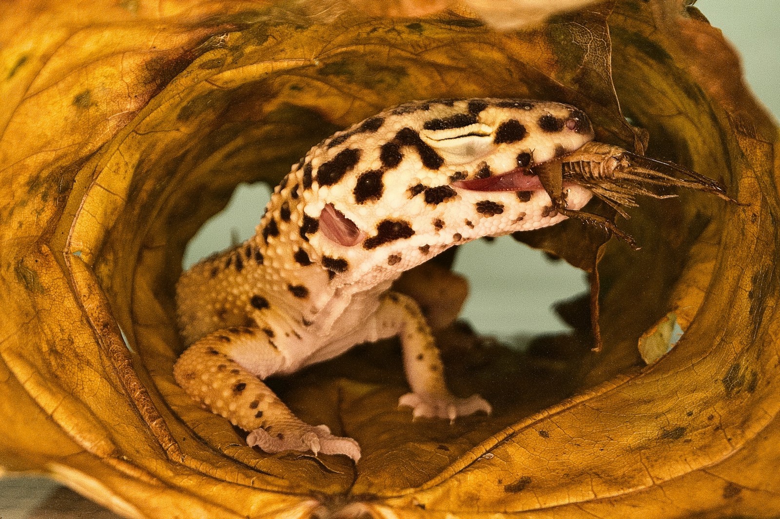 Understanding Leopard Gecko Behavior: From Tail Waving to Licking