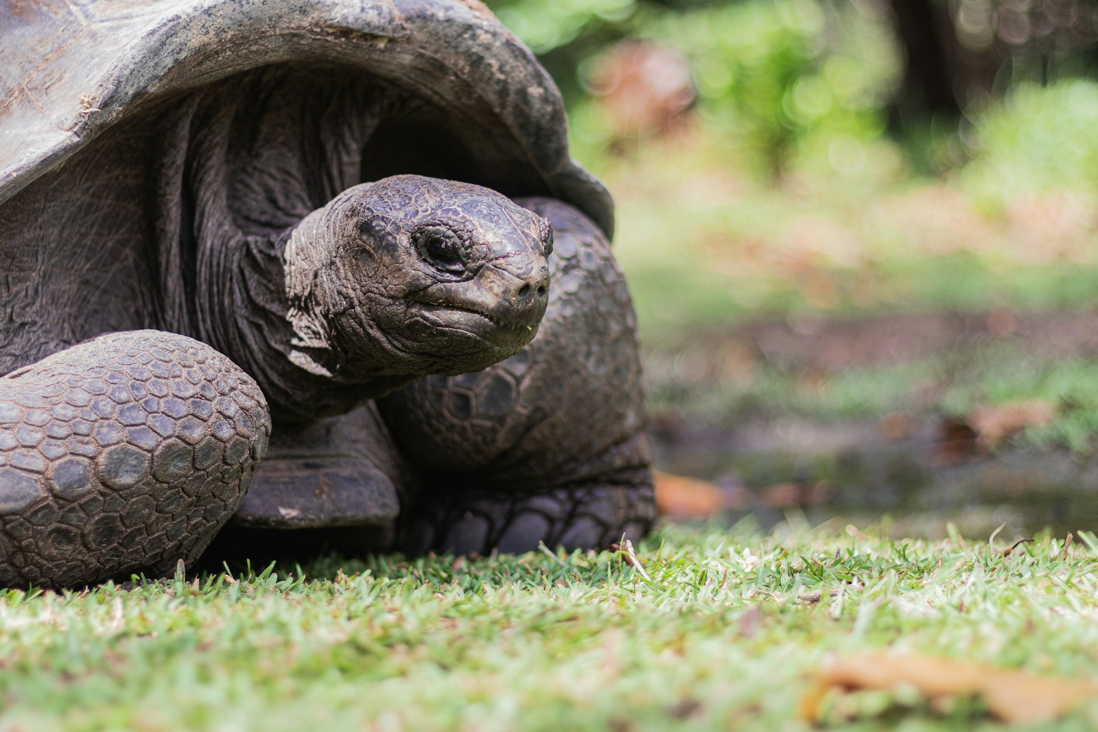 The Oldest Turtles Ever Recorded—and How They Lived So Long