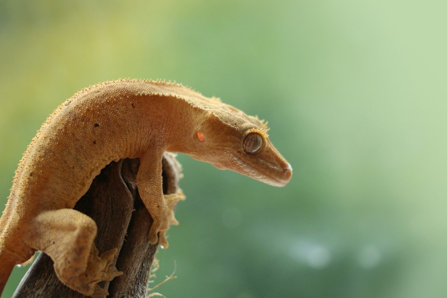 Why Some Geckos Can Lose Their Tails and How to Care for It