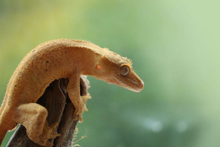 Why Some Geckos Can Lose Their Tails and How to Care for It