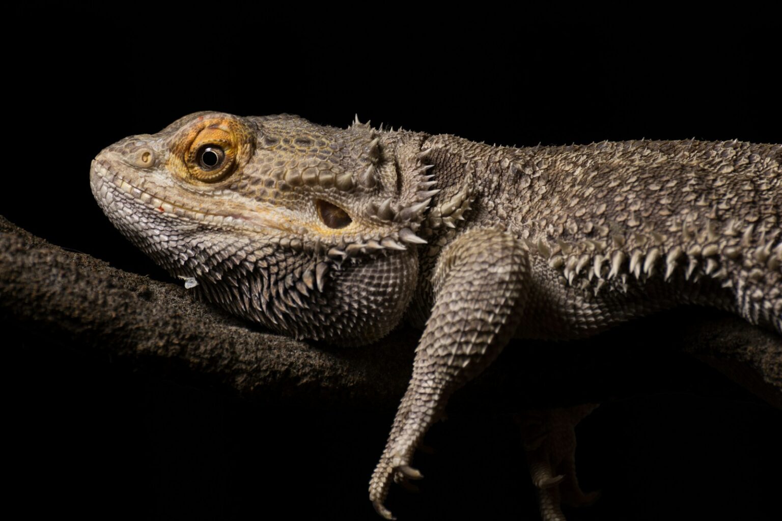 Bearded Dragon Poop 101: What’s Normal and What’s Not
