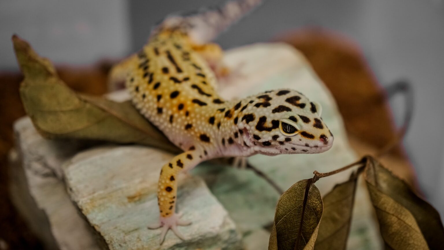 7 Common Health Issues in Leopard Geckos and How to Avoid Them