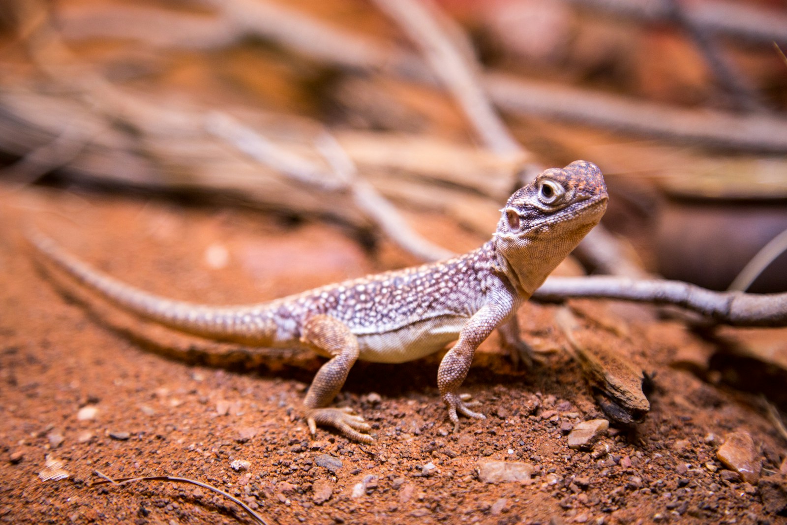 How to Set Up a Bioactive Reptile Tank