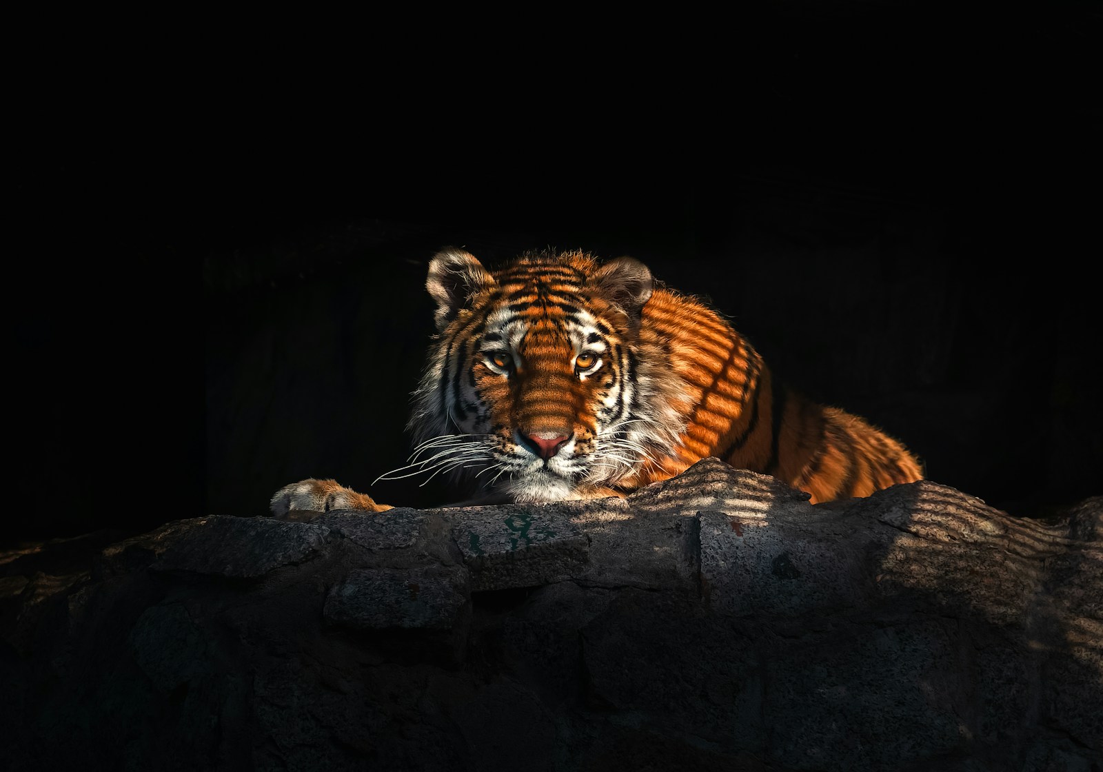 Should Wild Animals Ever Be Kept as Pets?