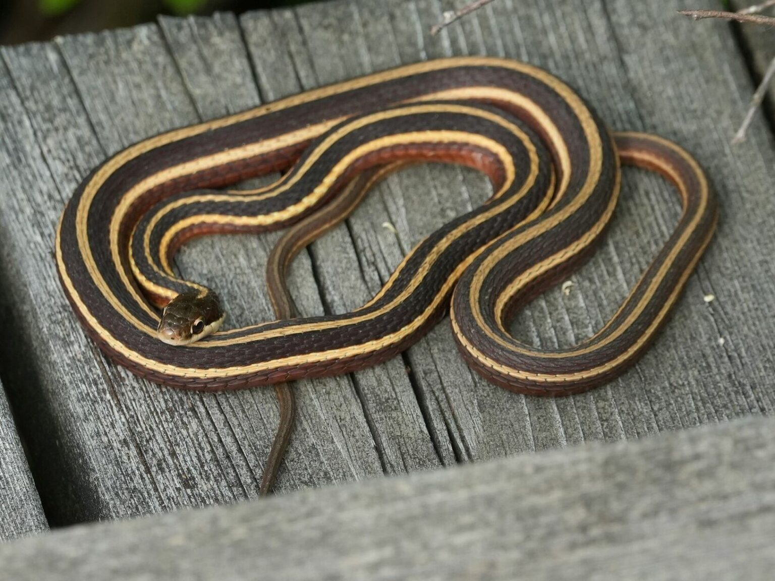 12 Non-Venomous Snakes Found in the U.S. and How to Identify Them