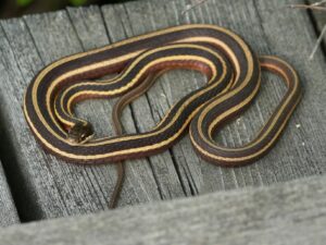 12 Non-Venomous Snakes Found in the U.S. and How to Identify Them