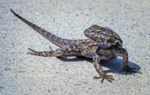 14 U.S. Lizards You Might Spot in Your Backyard