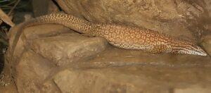 10 Lizard Species You Can Keep as Pets (and What to Expect)