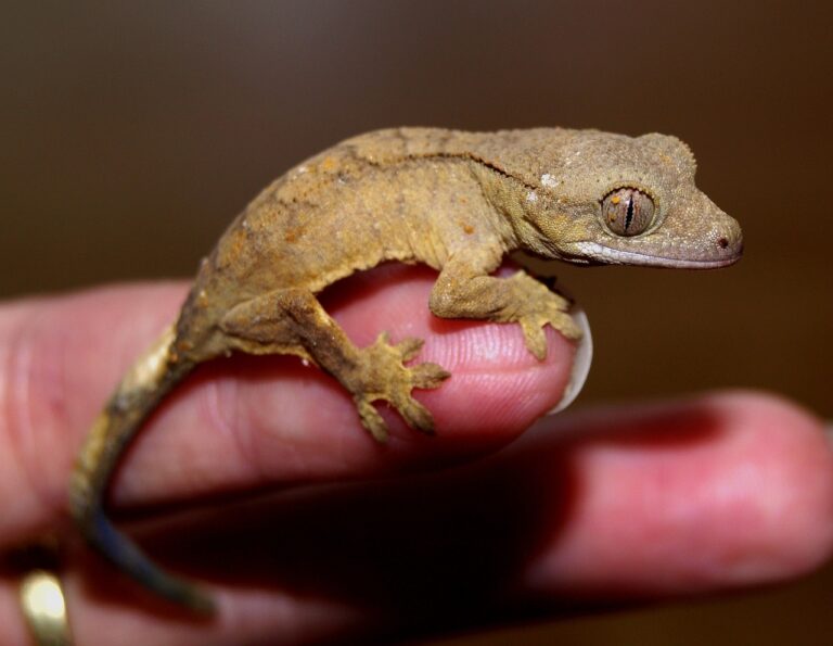 7 Pet Lizards That Stay Small and Are Easy to Care For