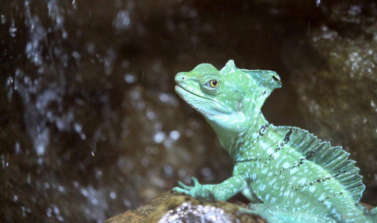 The Lizard Species That Walk on Water—Literally