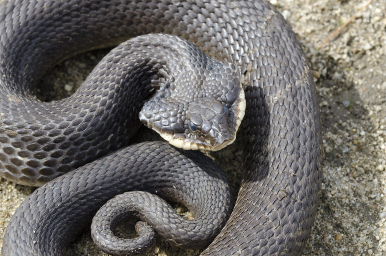 12 Non-Venomous Snakes Found in the U.S. and How to Identify Them