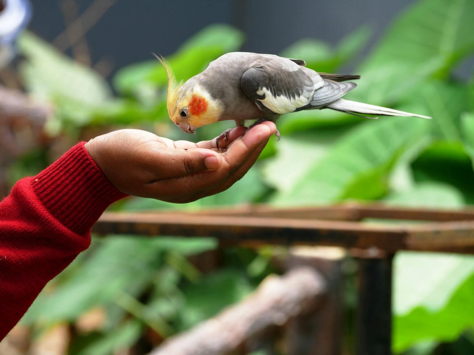 10 Facts About the Cockatiel